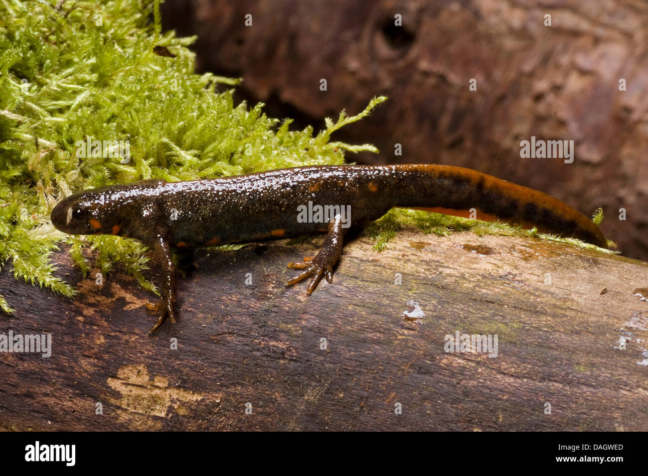Swordtail newt, Sword-tailed newt, Japanese Sword-Tailed Newt, Okinawa ...