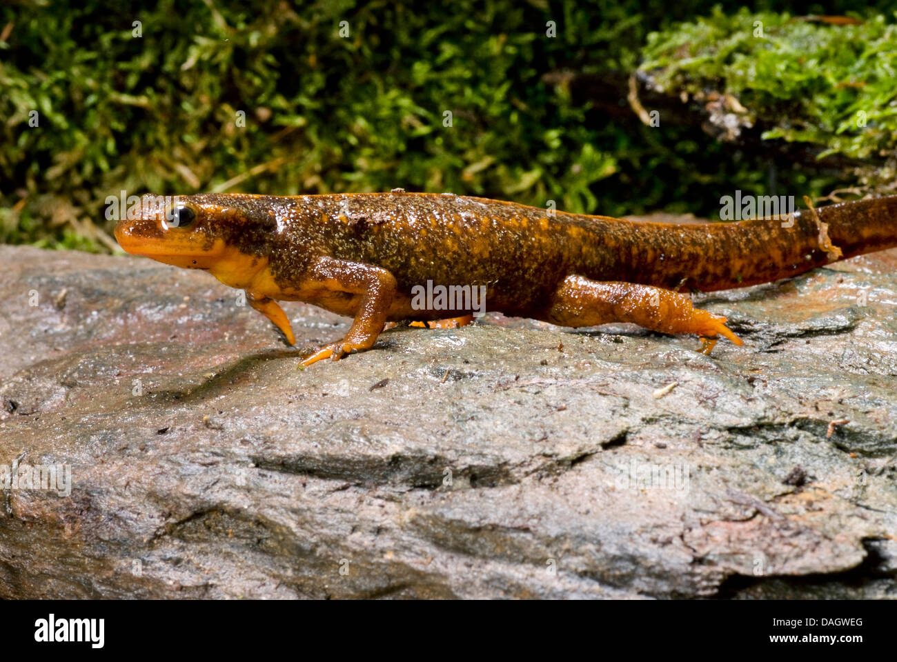 Swordtail newt, Sword-tailed newt, Japanese Sword-Tailed Newt, Okinawa ...