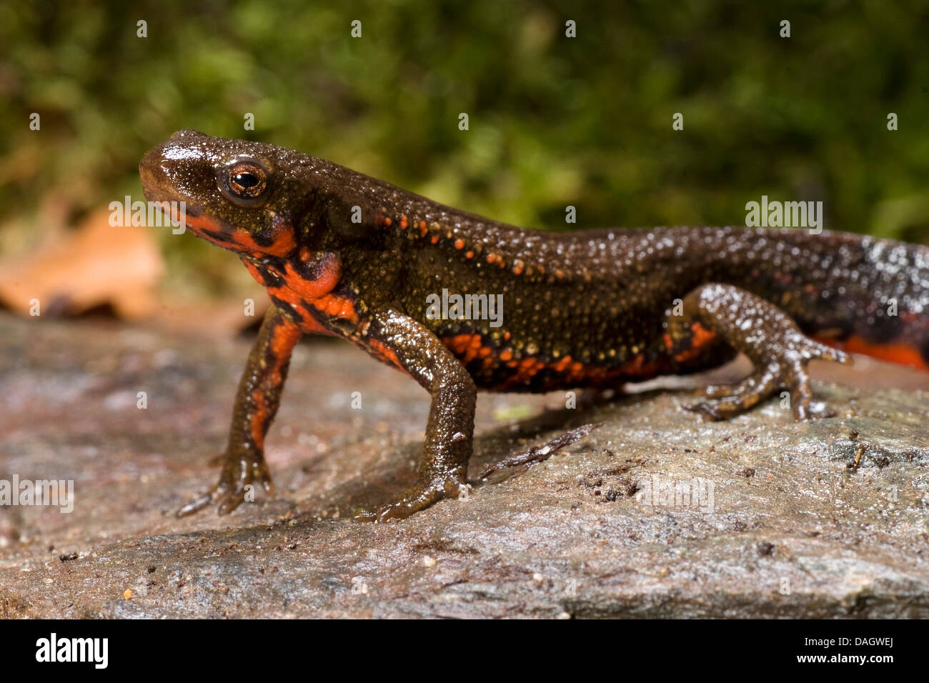 Swordtail newt, Sword-tailed newt, Japanese Sword-Tailed Newt, Okinawa ...