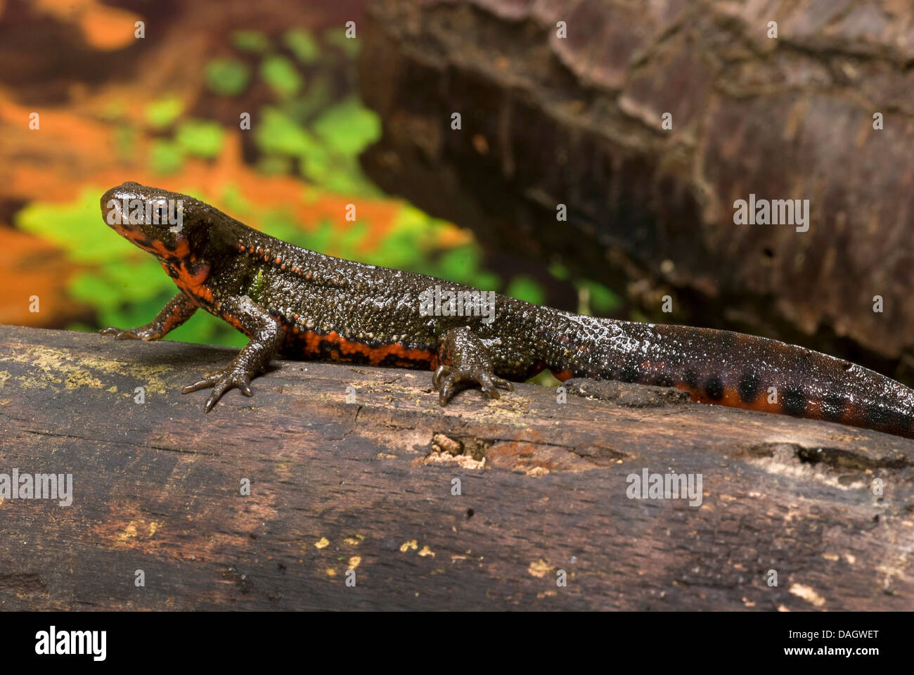 Swordtail newt, Sword-tailed newt, Japanese Sword-Tailed Newt, Okinawa ...