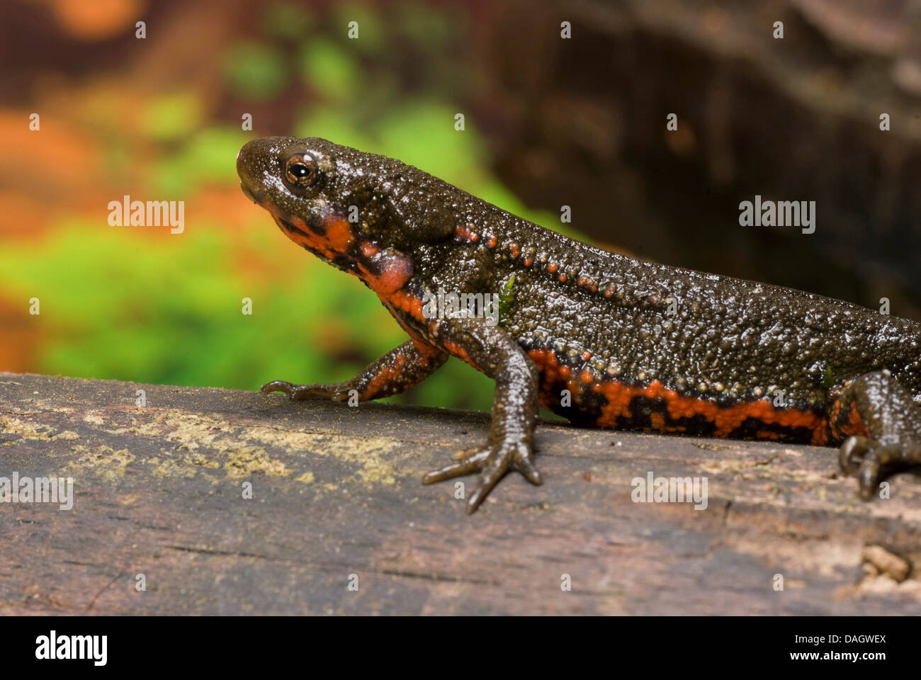 Swordtail newt, Sword-tailed newt, Japanese Sword-Tailed Newt, Okinawa ...
