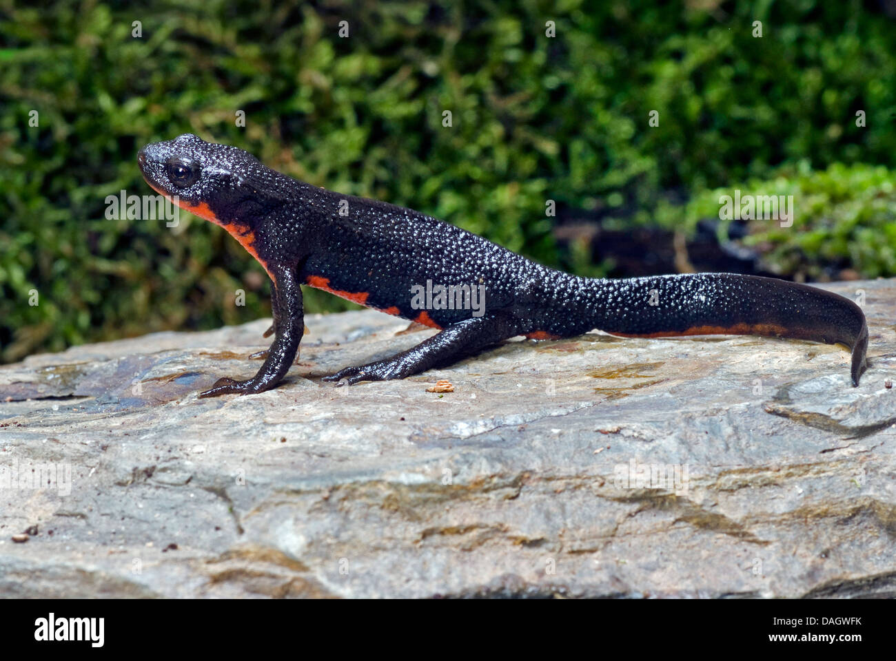 Japanese firebelly newt, Japanese fire bellied newt (Cynops ...