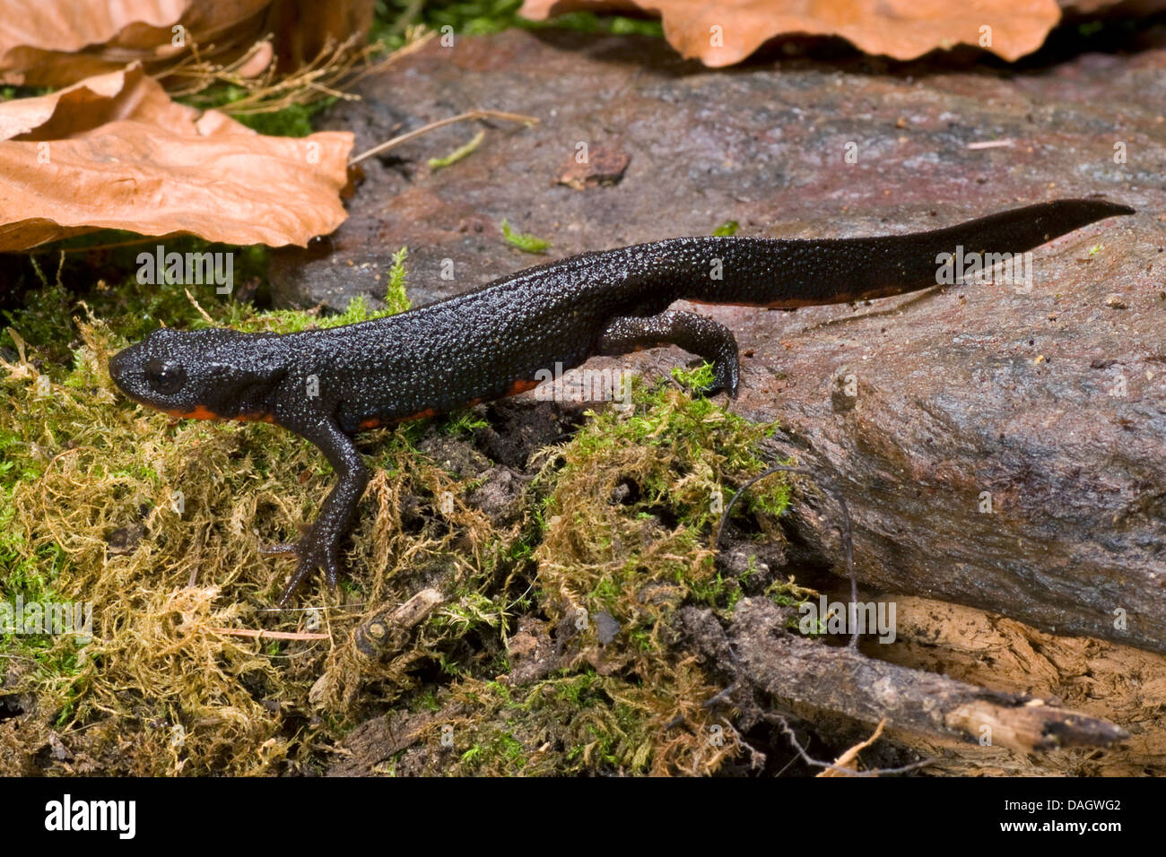 Japanese firebelly newt, Japanese fire bellied newt (Cynops ...