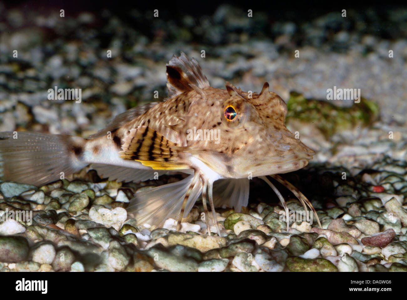 flying gurnard (Dactylopterus volitans), swimming at the pebble ground ...