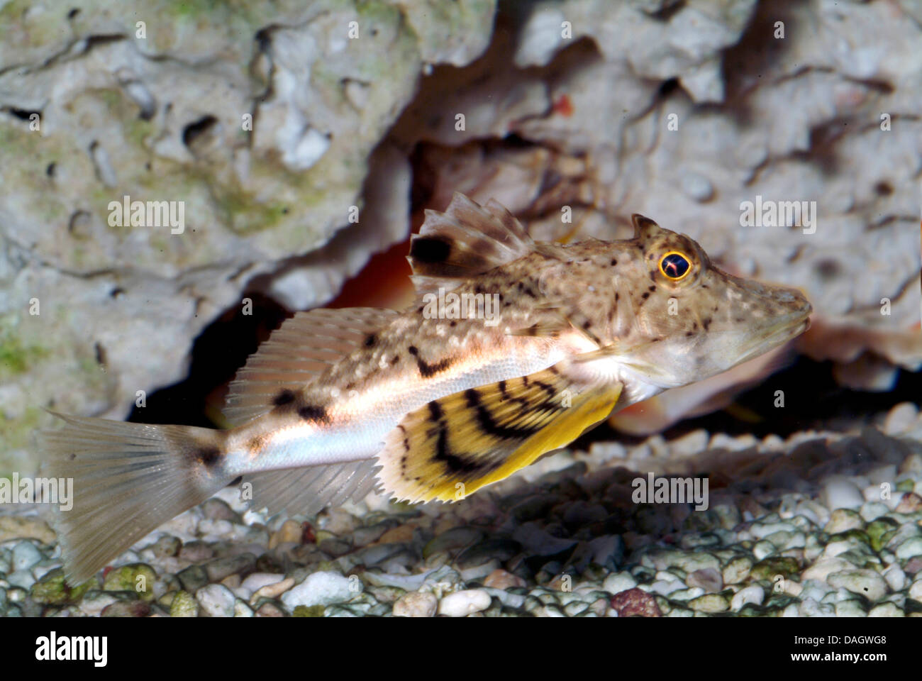 flying gurnard (Dactylopterus volitans), swimming at the pebble ground ...