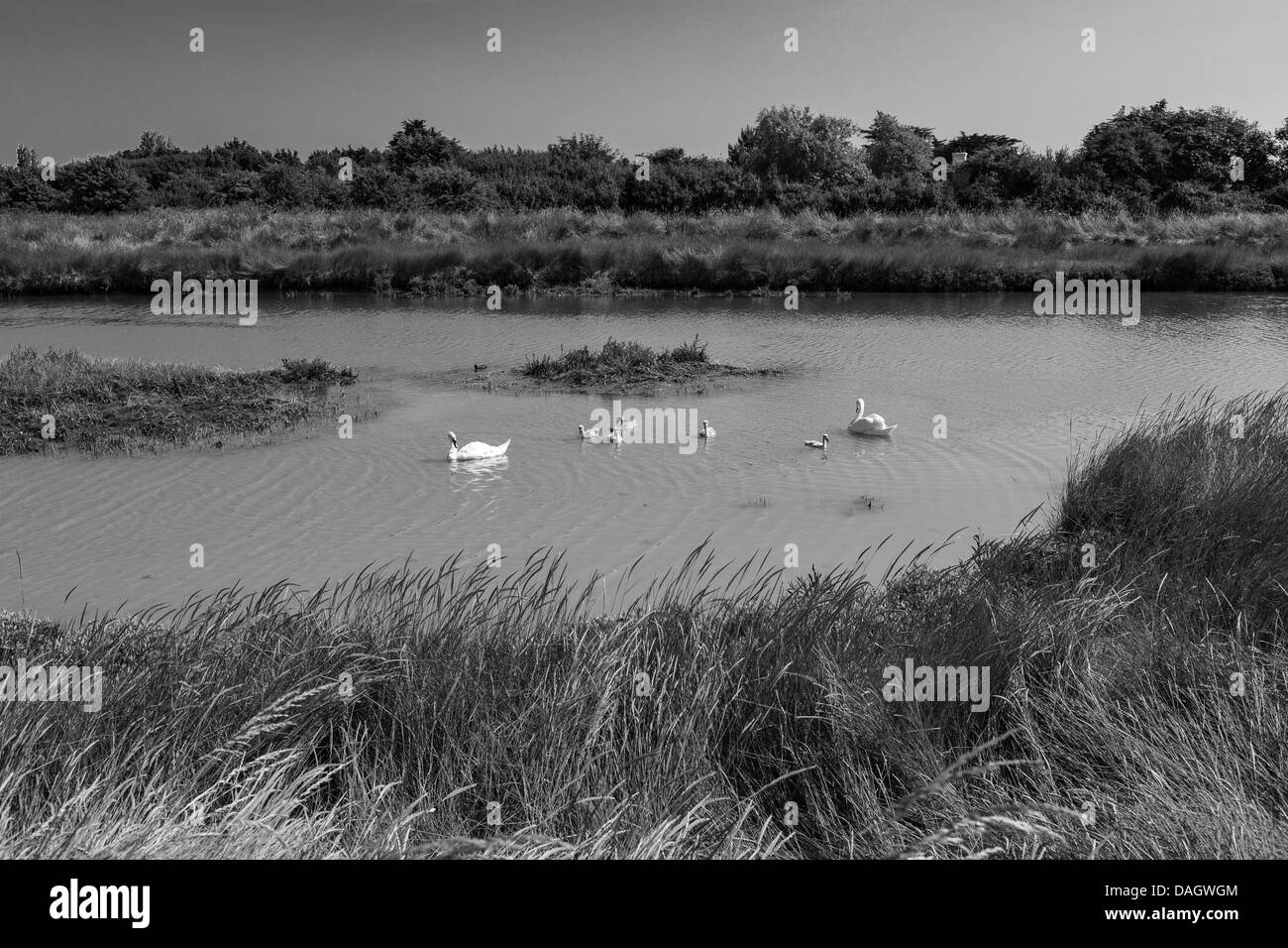 Pagham harbour nature reserve Black and White Stock Photos & Images - Alamy