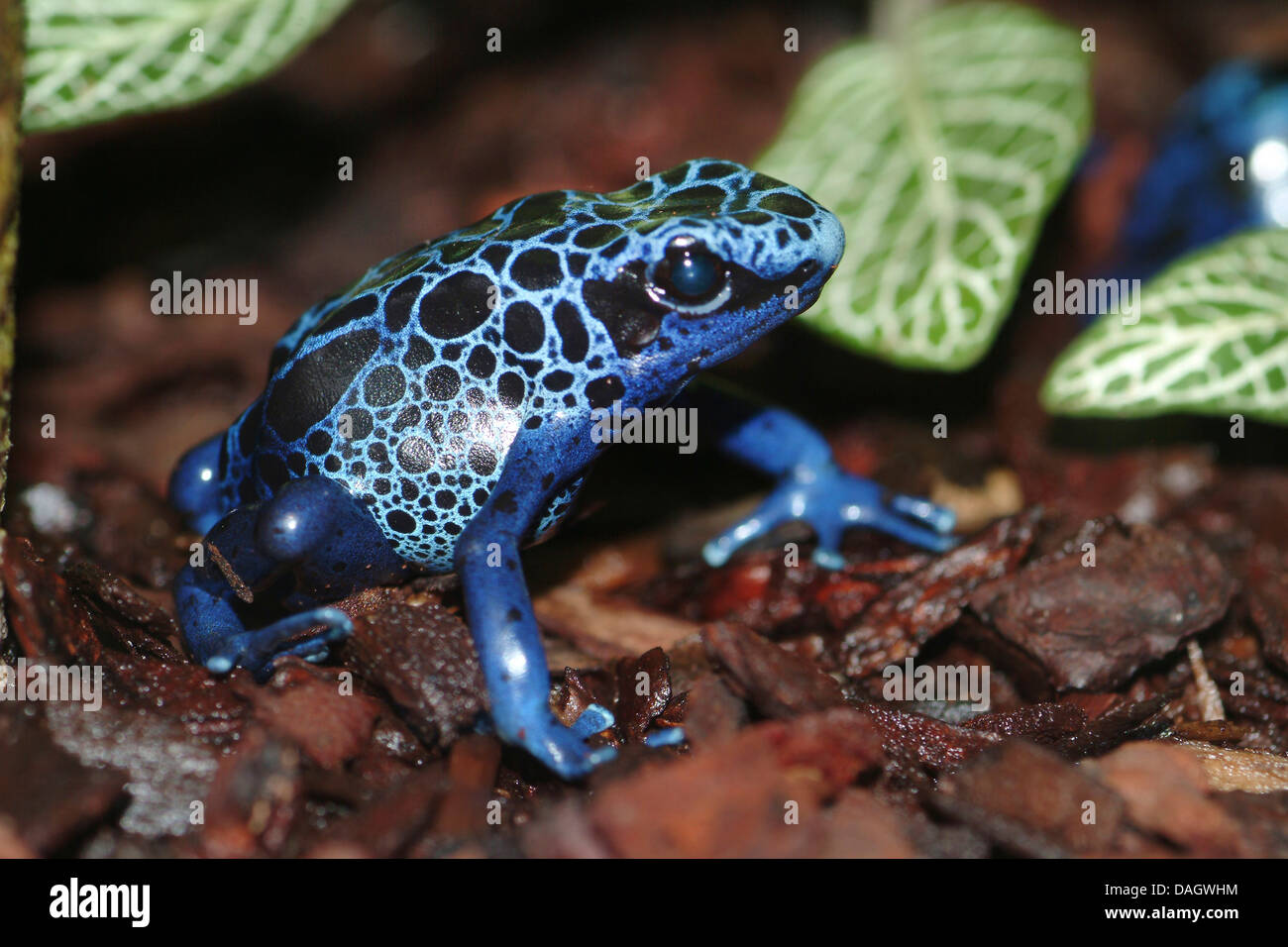 Blue dyeing poison-arrow frog, Blue poison frog (Dendrobates tinctorius ...