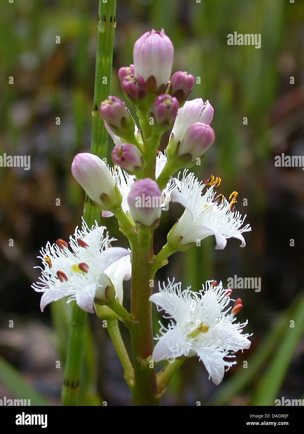 bogbean, buckbean (Menyanthes trifoliata), inflorescence, Germany Stock ...