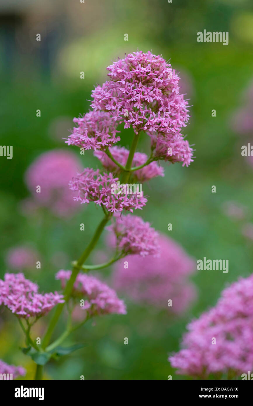 Centranthus ruber hi-res stock photography and images - Alamy