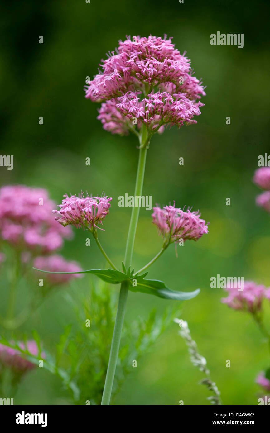 red valerian (Centranthus ruber), inflorescence Stock Photo - Alamy