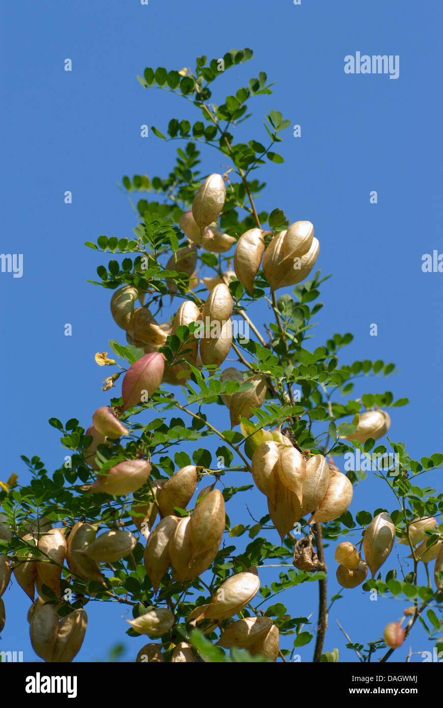 bladder senna, bladder-senna (Colutea arborescens), with fruits ...