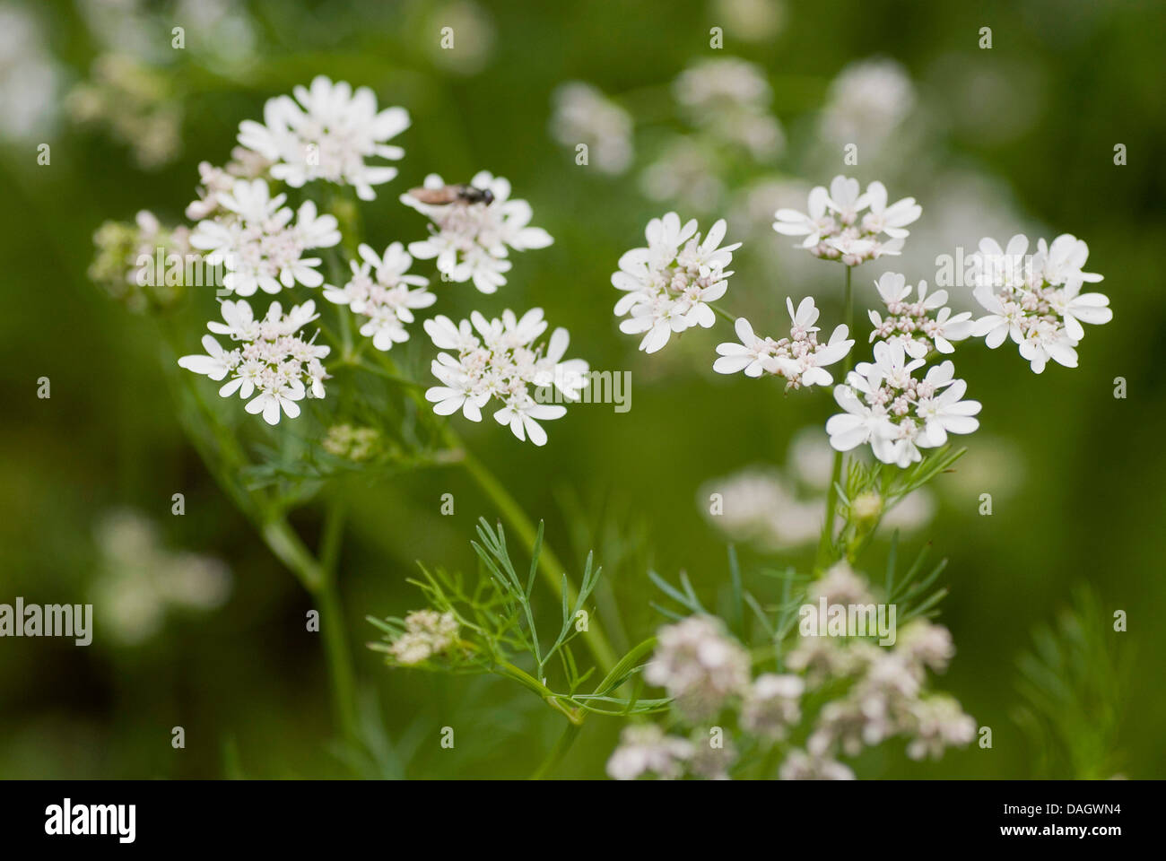 Coriander inflorescence hi-res stock photography and images - Alamy