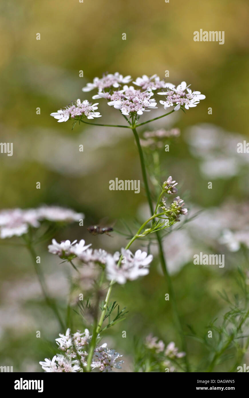 Coriander inflorescence hi-res stock photography and images - Alamy