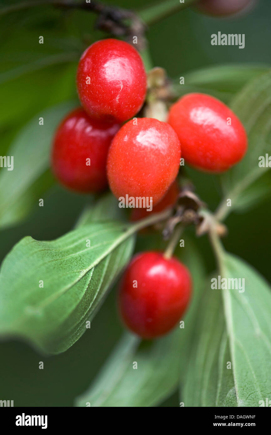 Cornus mas flower hi-res stock photography and images - Alamy