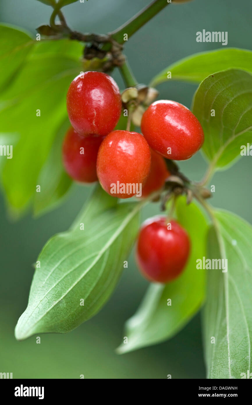cornelian cherry wood (Cornus mas), twig with fruits, Germany Stock ...