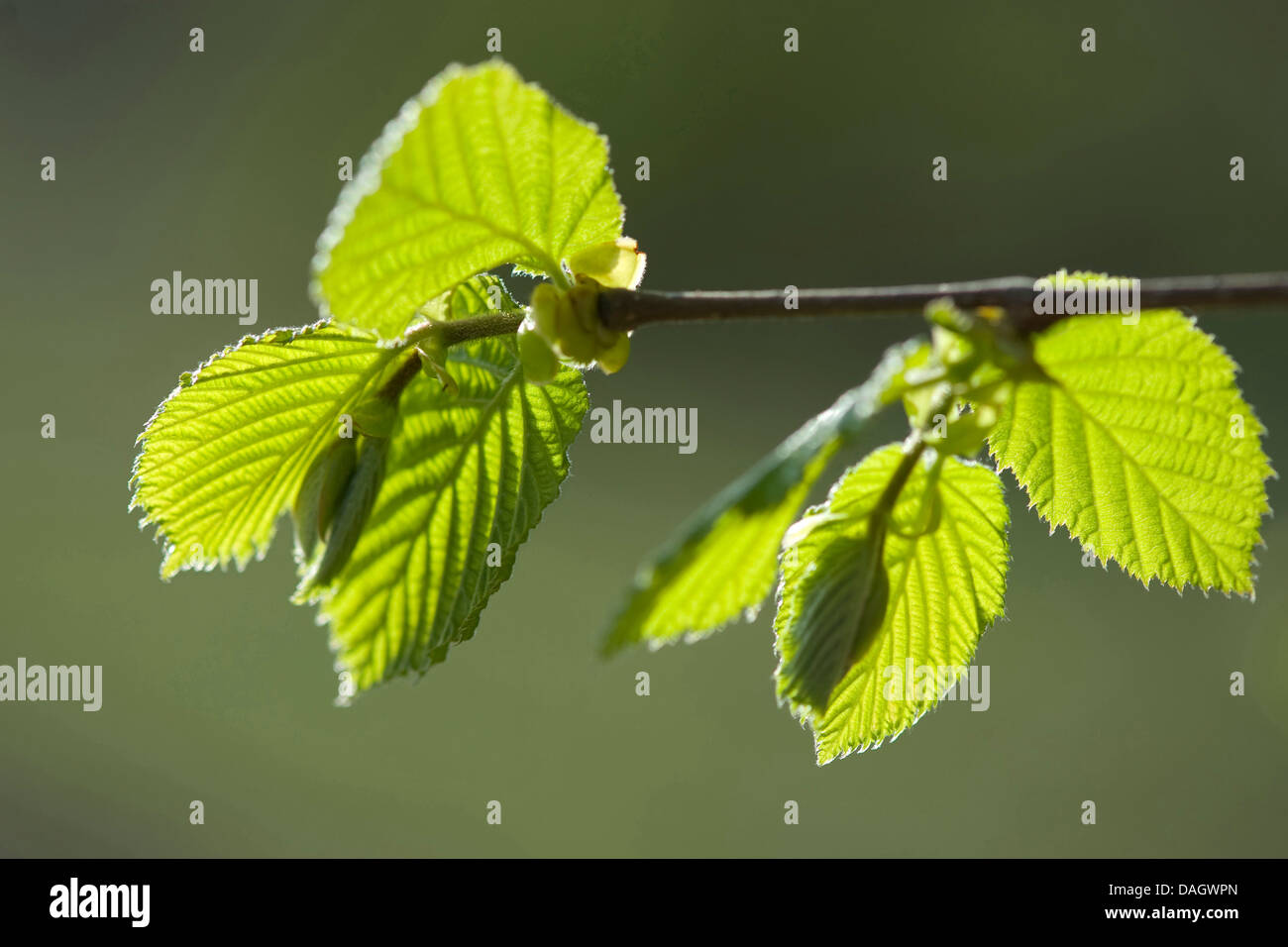 Common hazel (Corylus avellana), twig with hazelnut leaves, Germany ...