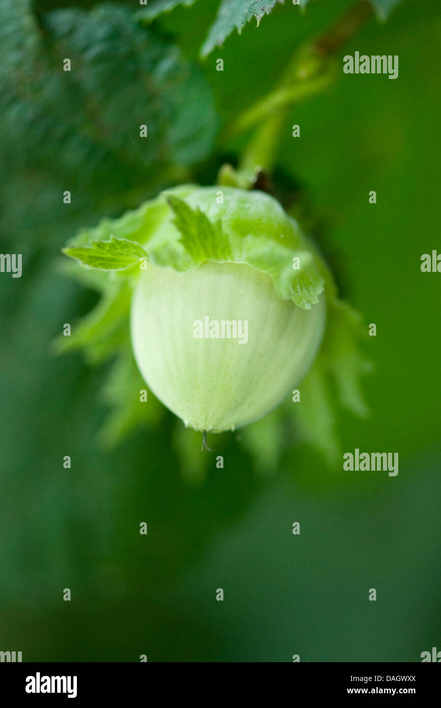 Common hazel (Corylus avellana), young hazelnut at the bush, Germany ...