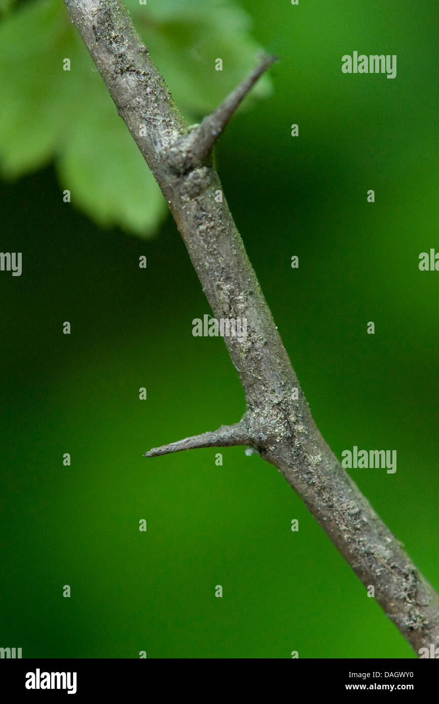 English hawthorn, midland hawthorn (Crataegus laevigata), twig with ...