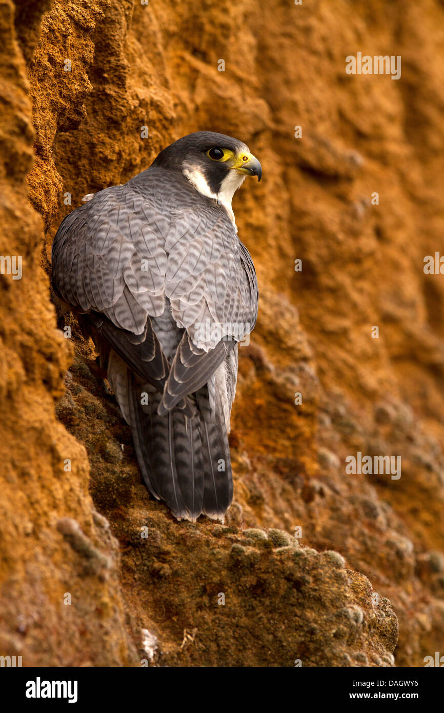 Peregrine falcon, falco peregrinus on a cliff Stock Photo - Alamy