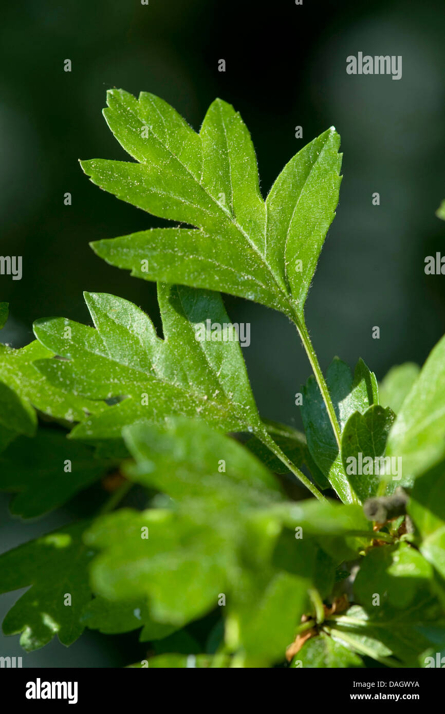 common hawthorn, singleseed hawthorn, English hawthorn (Crataegus ...