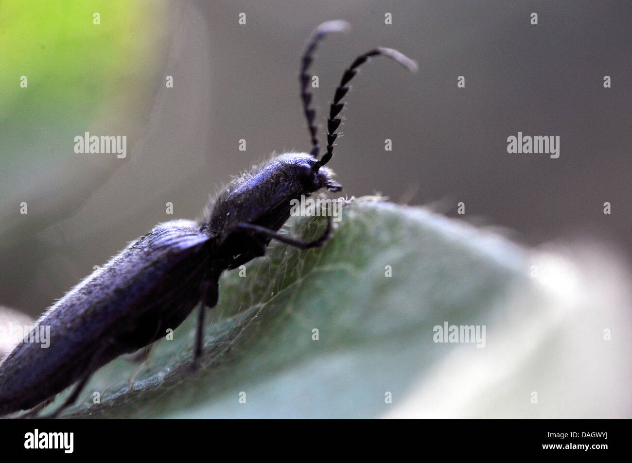 An image of macro of a bug Stock Photo - Alamy