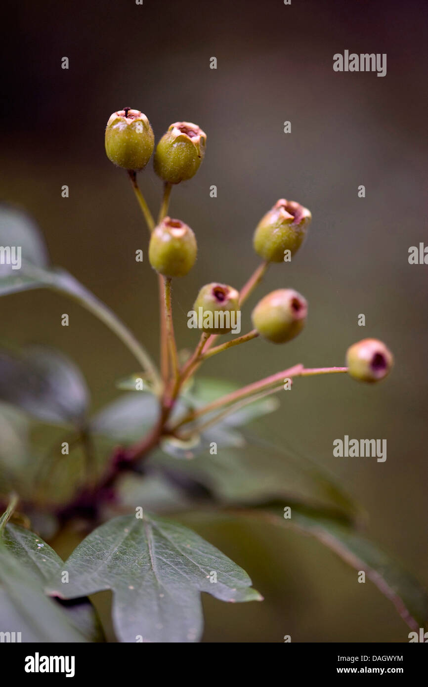 common hawthorn, singleseed hawthorn, English hawthorn (Crataegus ...