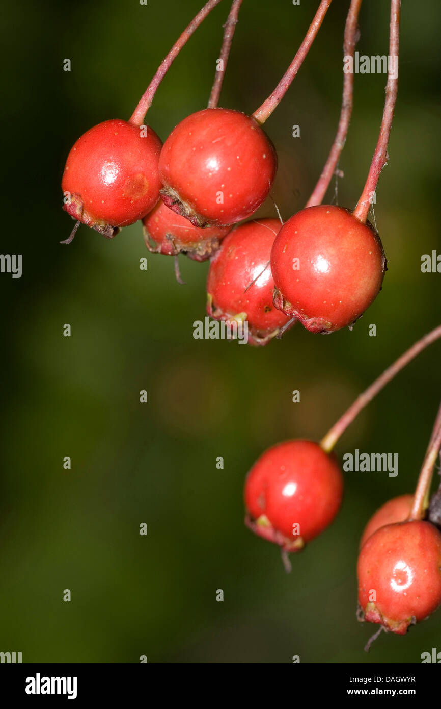 common hawthorn, singleseed hawthorn, English hawthorn (Crataegus ...