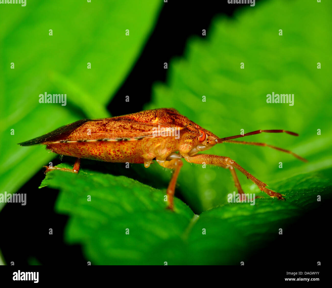 Side view of a stink bug or shield bug Stock Photo - Alamy
