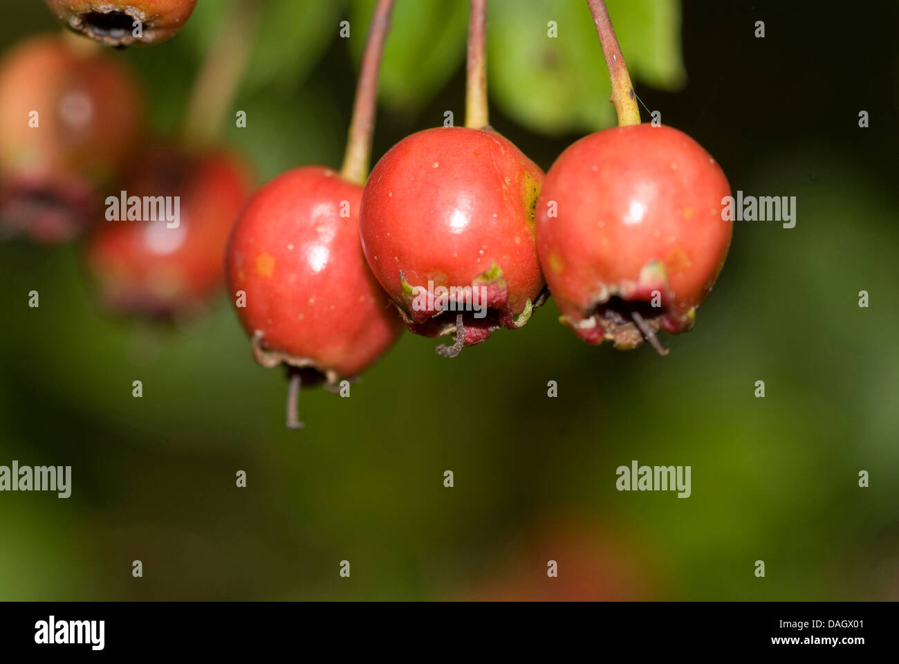 common hawthorn, singleseed hawthorn, English hawthorn (Crataegus ...