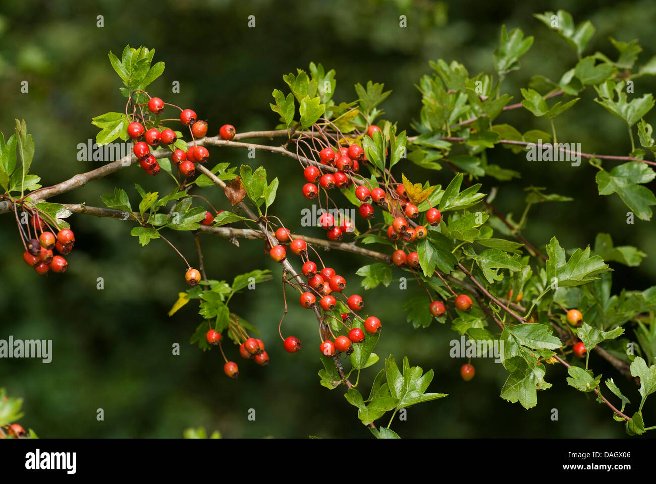 common hawthorn, singleseed hawthorn, English hawthorn (Crataegus ...