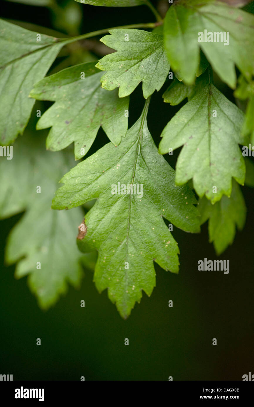 English hawthorn (Crataegus x media, Crataegus media), leaves Stock ...