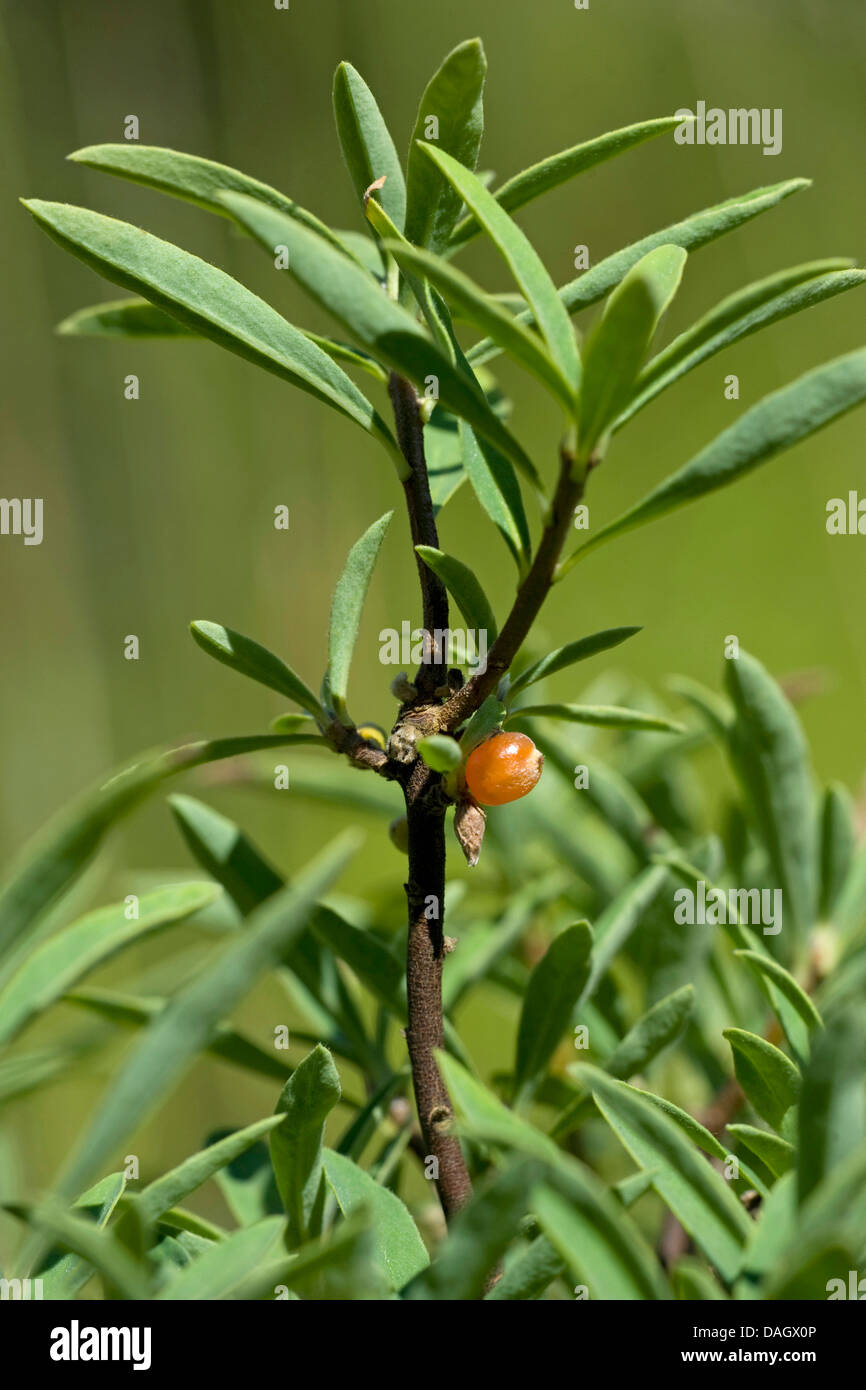 Alpine daphne (Daphne alpina), twig with leaves and fruit Stock Photo ...