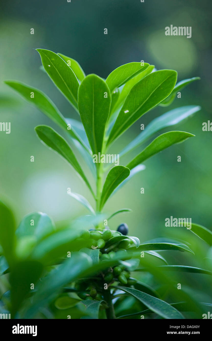 mezereon, February daphne (Daphne mezereum), branch with young fruits ...