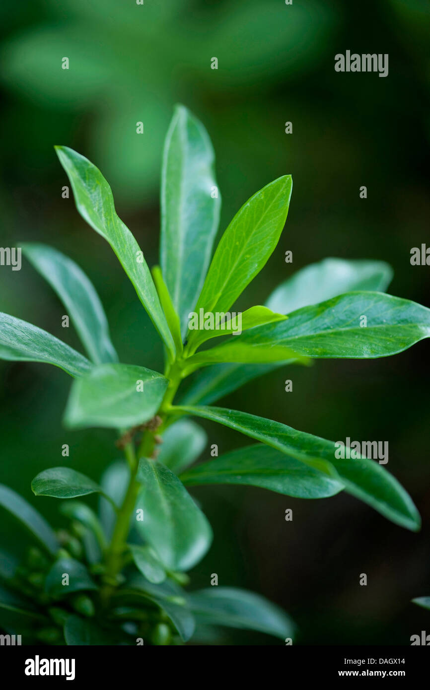 mezereon, February daphne (Daphne mezereum), branch, Germany Stock ...