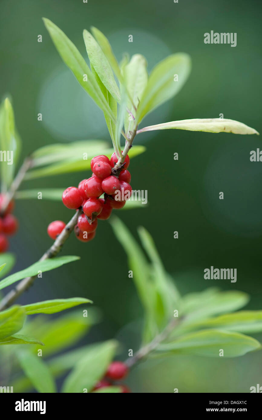 mezereon, February daphne (Daphne mezereum), fruting branch, Germany ...