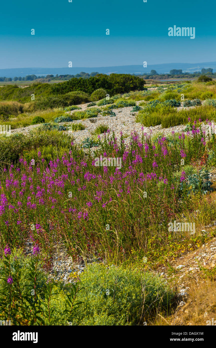Pagham Harbour Nature Reserve West Sussex England Stock Photo - Alamy
