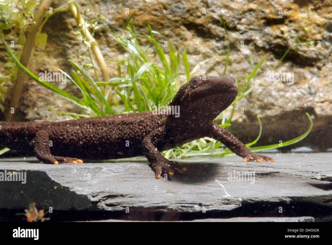 Knobby Newt (Echinotriton asperrimus, Tylototriton asperrimus), sitting ...