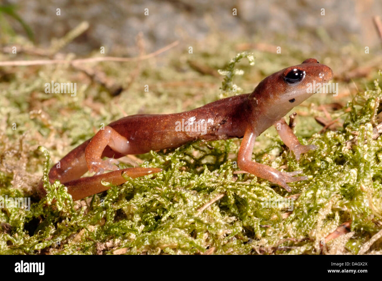 Common Ensatina (Ensatina eschscholtzii), sitting on moss Stock Photo ...