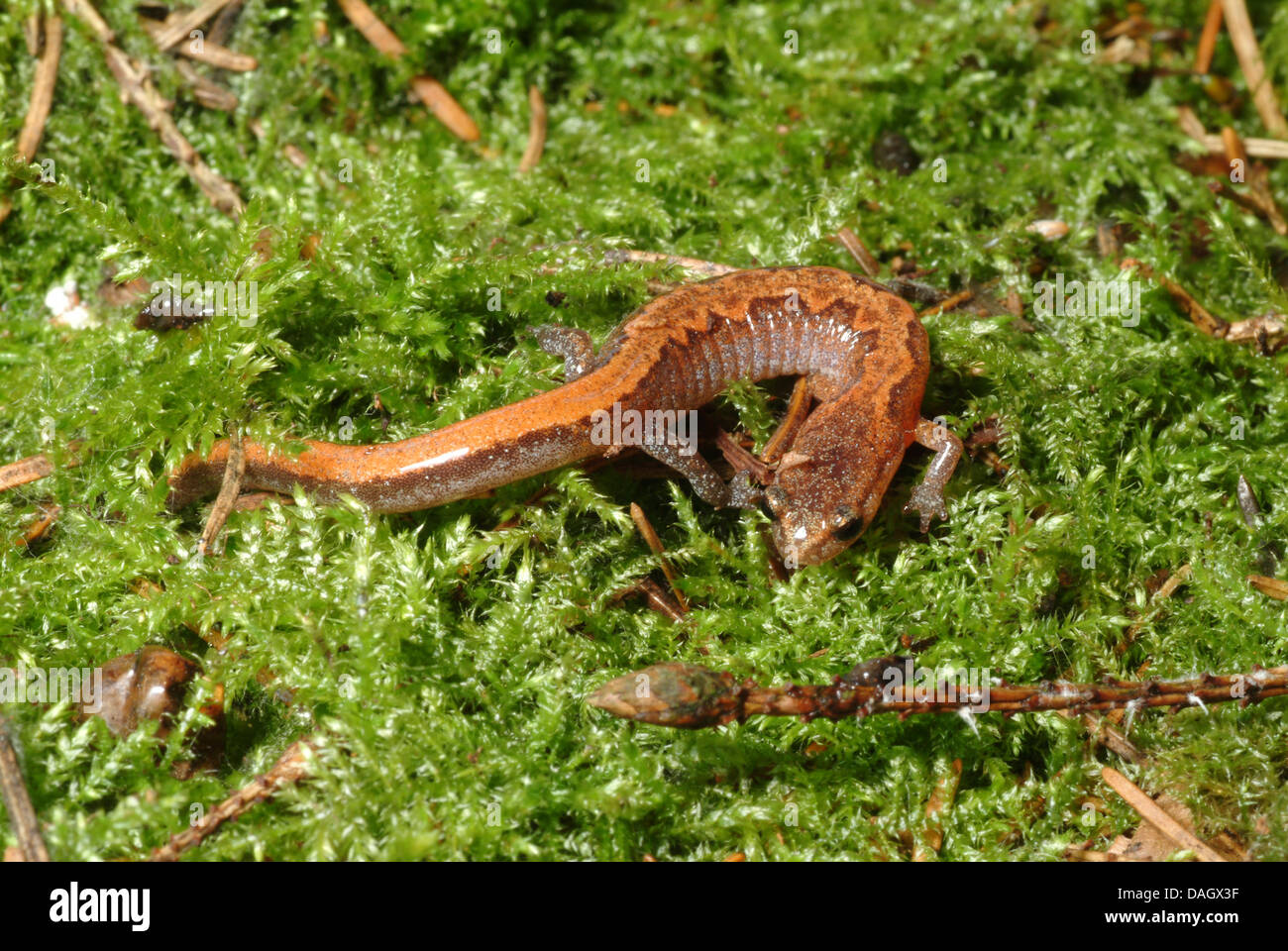 Southern Two-lined Salamander (Eurycea cirrigera), sitting on moss ...