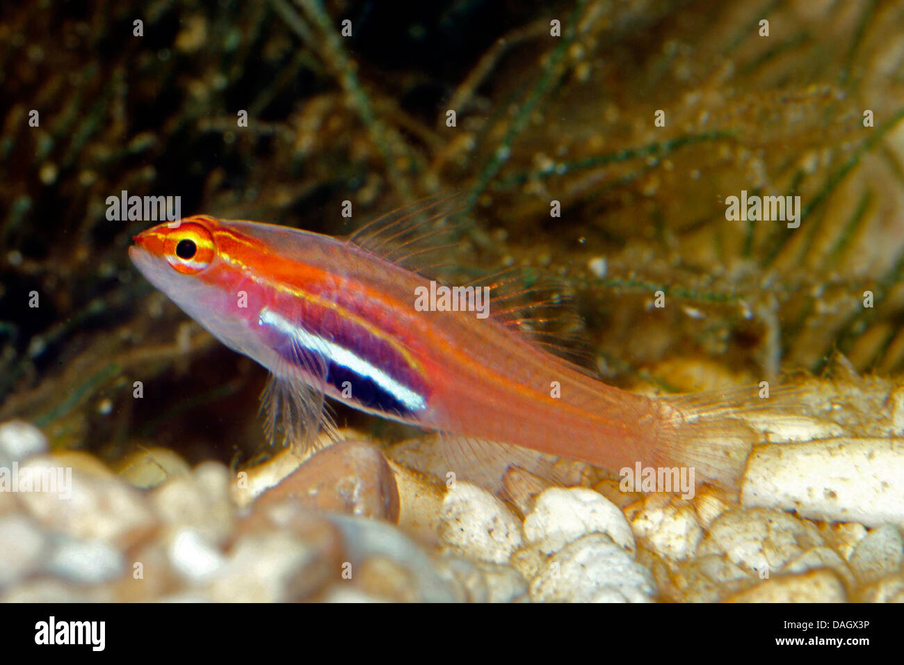 Eviota Gobies