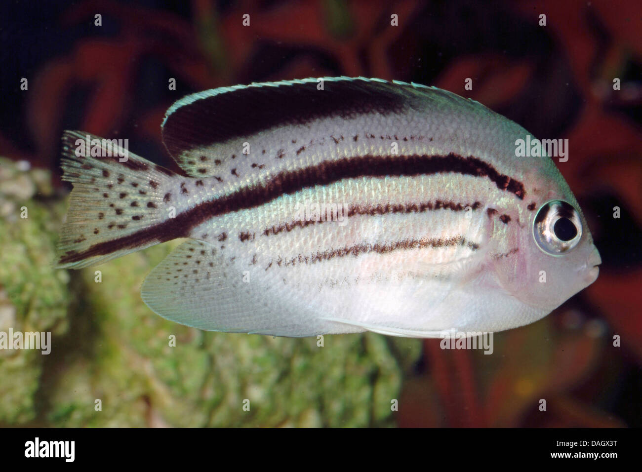 Blackstriped angelfish (Genicanthus lamarck), full-length portrait ...