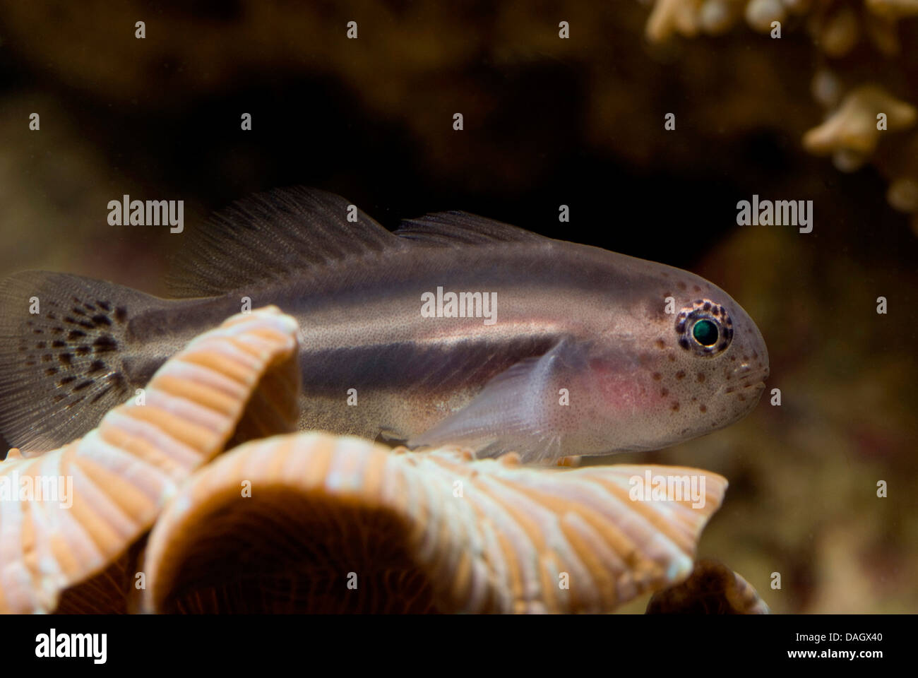 Whitelined coral goby (Gobiodon albofasciatus), at the coral reef Stock ...