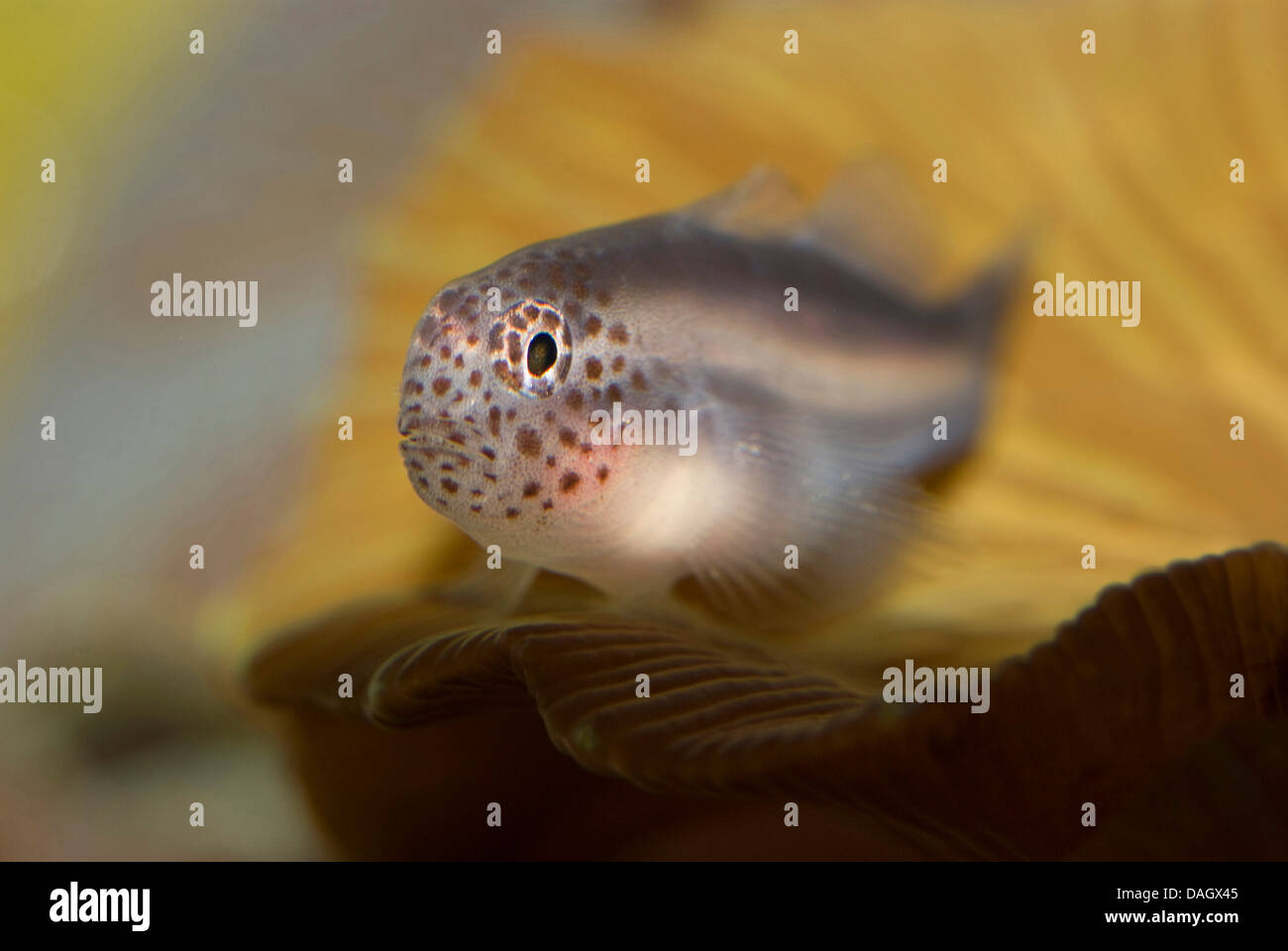 Whitelined coral goby (Gobiodon albofasciatus), at the coral reef Stock ...