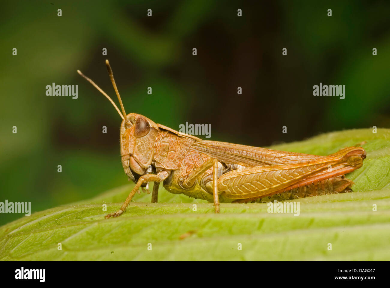 rufous grasshopper (Gomphocerus rufus, Gomphocerippus rufus), sitting ...