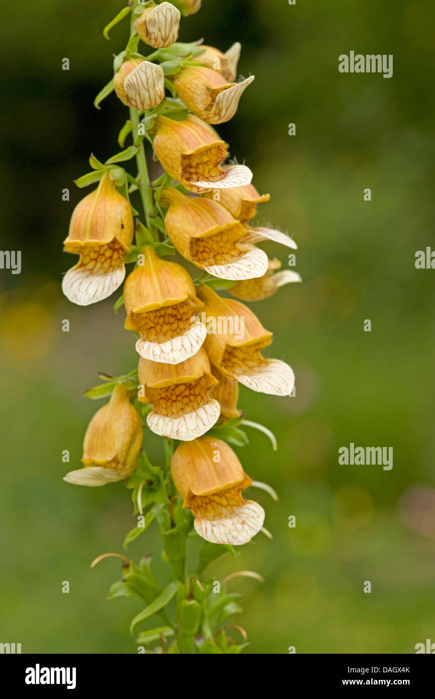 rusty foxglove (Digitalis ferruginea), inflorescence Stock Photo - Alamy