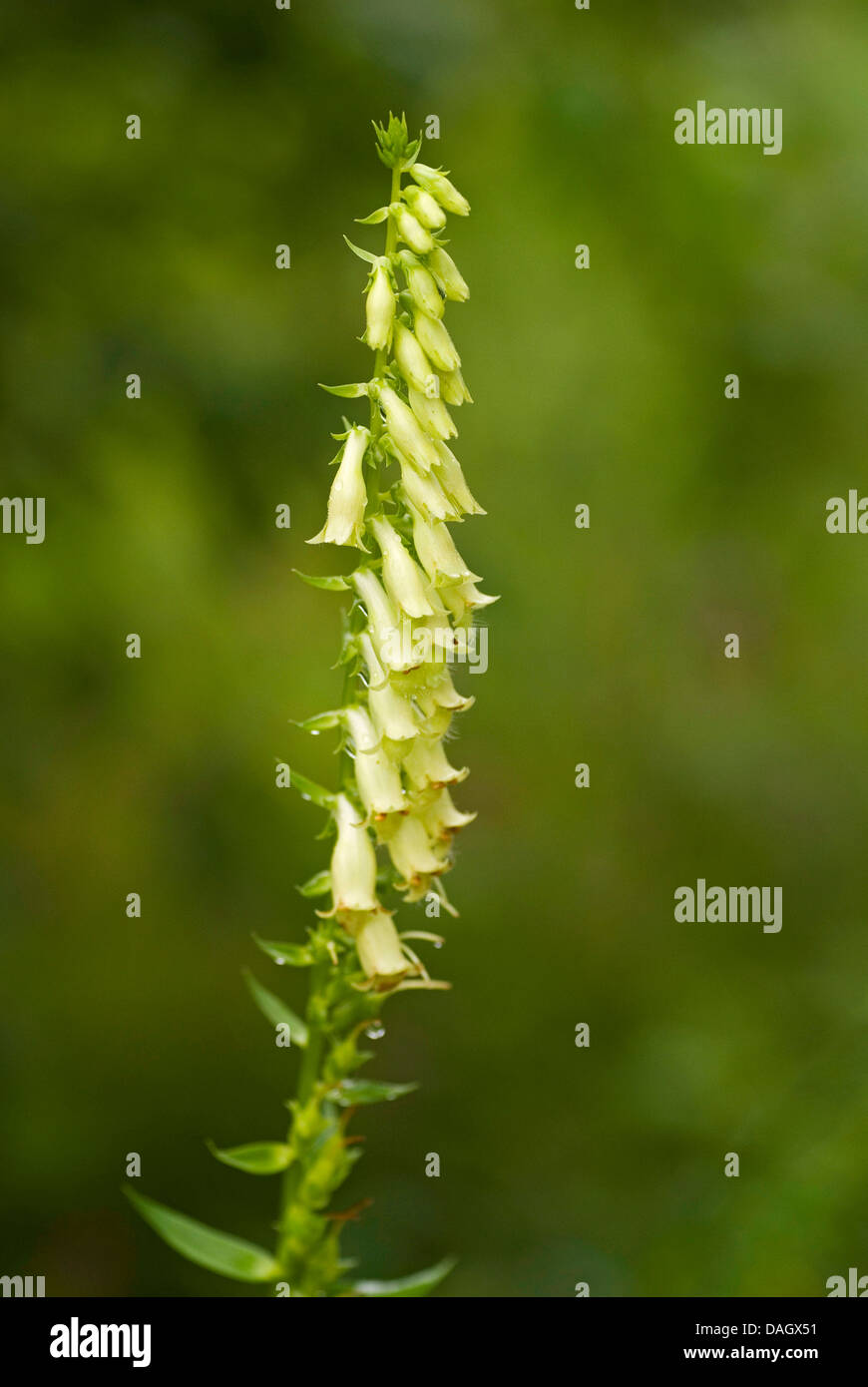 Digitalis lutea hi-res stock photography and images - Alamy