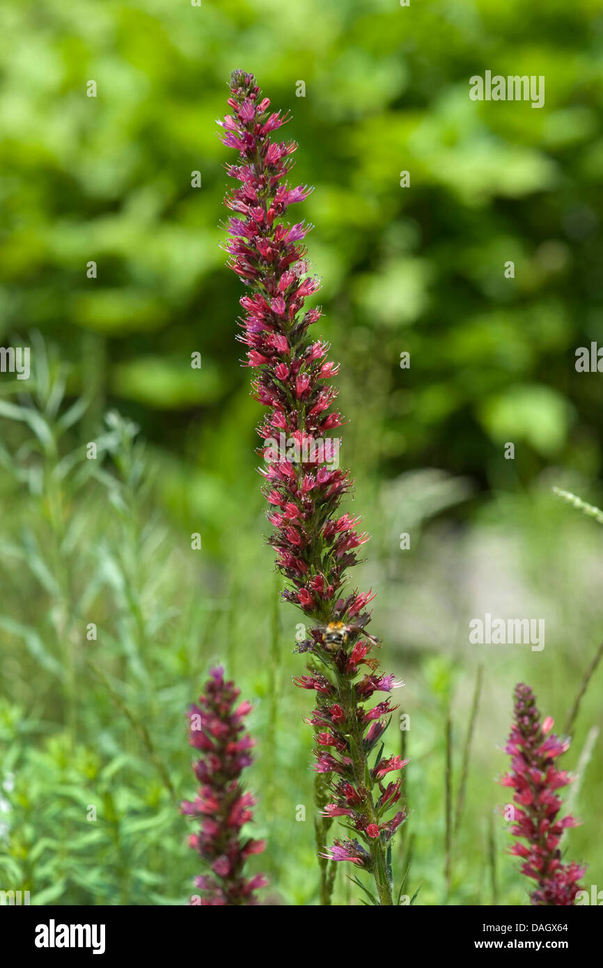 Red vipers bugloss echium russicum hi-res stock photography and images ...