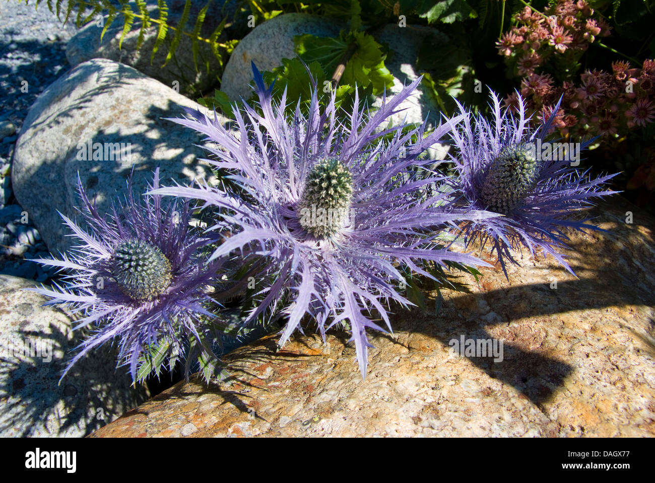 Alpine sea holly, Alpine eryngo, Queen of the alps (Eryngium alpinum ...