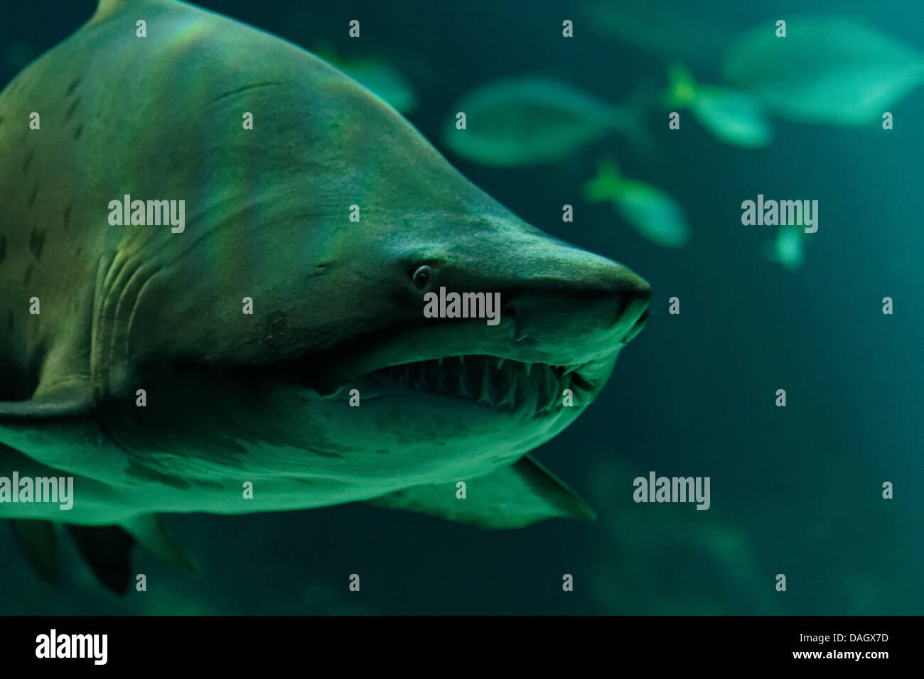 Eugomphodus taurus carcharias taurus hi-res stock photography and ...