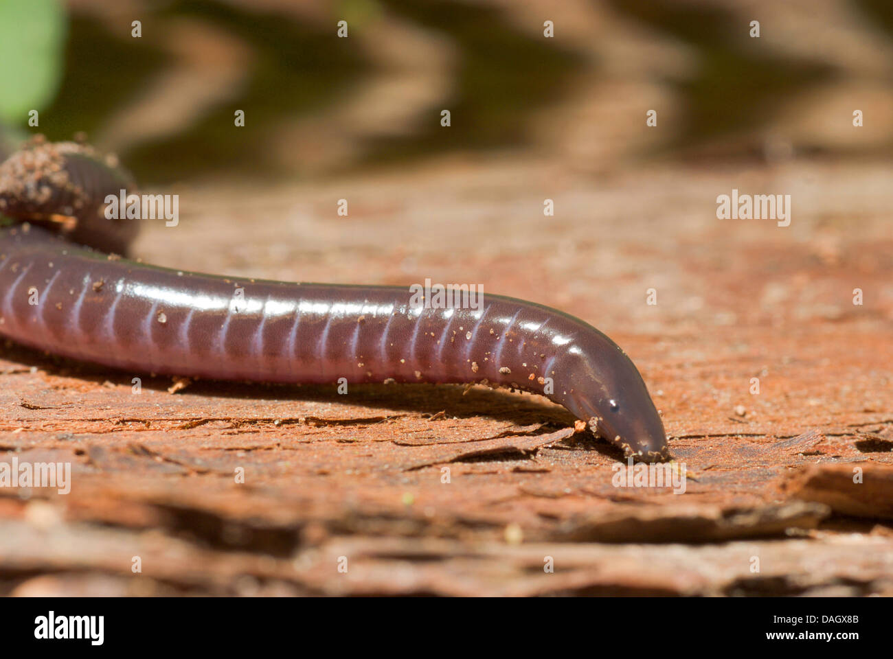 Caecilian hi-res stock photography and images - Alamy